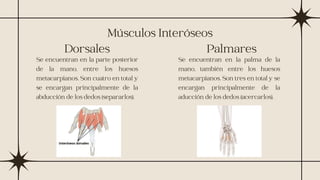 region de la mano anatomia, musculos irrigación | PDF