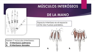 ESTRUCTURA_DE_LA_REGION_DE _LA_MANO_Expocision.pptx
