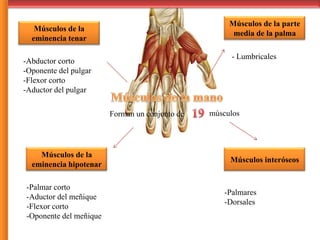 Region de la mano Huesos y Musculos | PPTX