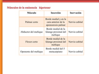 Region de la mano Huesos y Musculos | PPTX