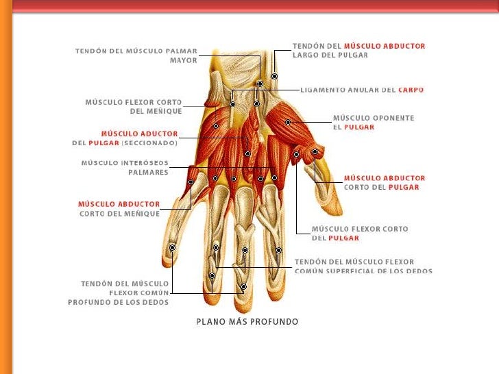 Region de la mano Huesos y Musculos