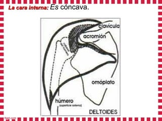 Region deltoidea | PPT