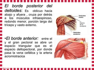 Region deltoidea | PPT