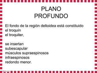 Region deltoidea | PPT