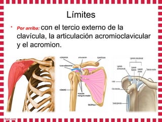 Region deltoidea | PPT