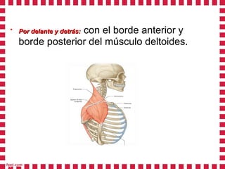 Region deltoidea | PPT