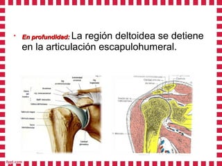 Region deltoidea | PPT
