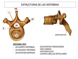 Region del tronco osteomio | PPTX
