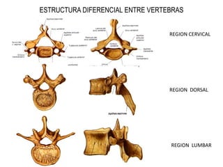 Region del tronco osteomio | PPTX