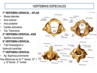 Region del tronco osteomio | PPTX