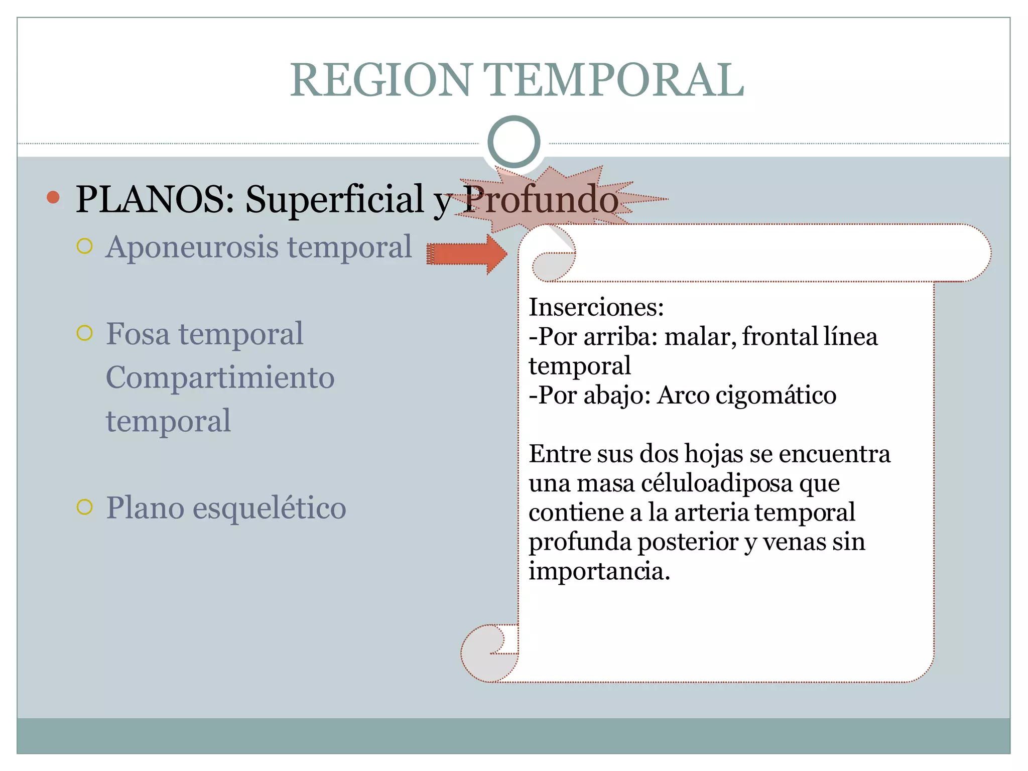Regiones De La Cabeza | PPT