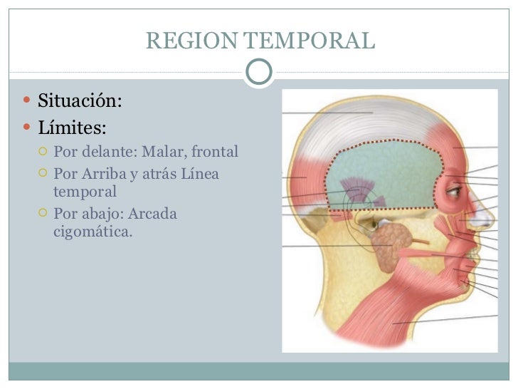 Regiones De La Cabeza