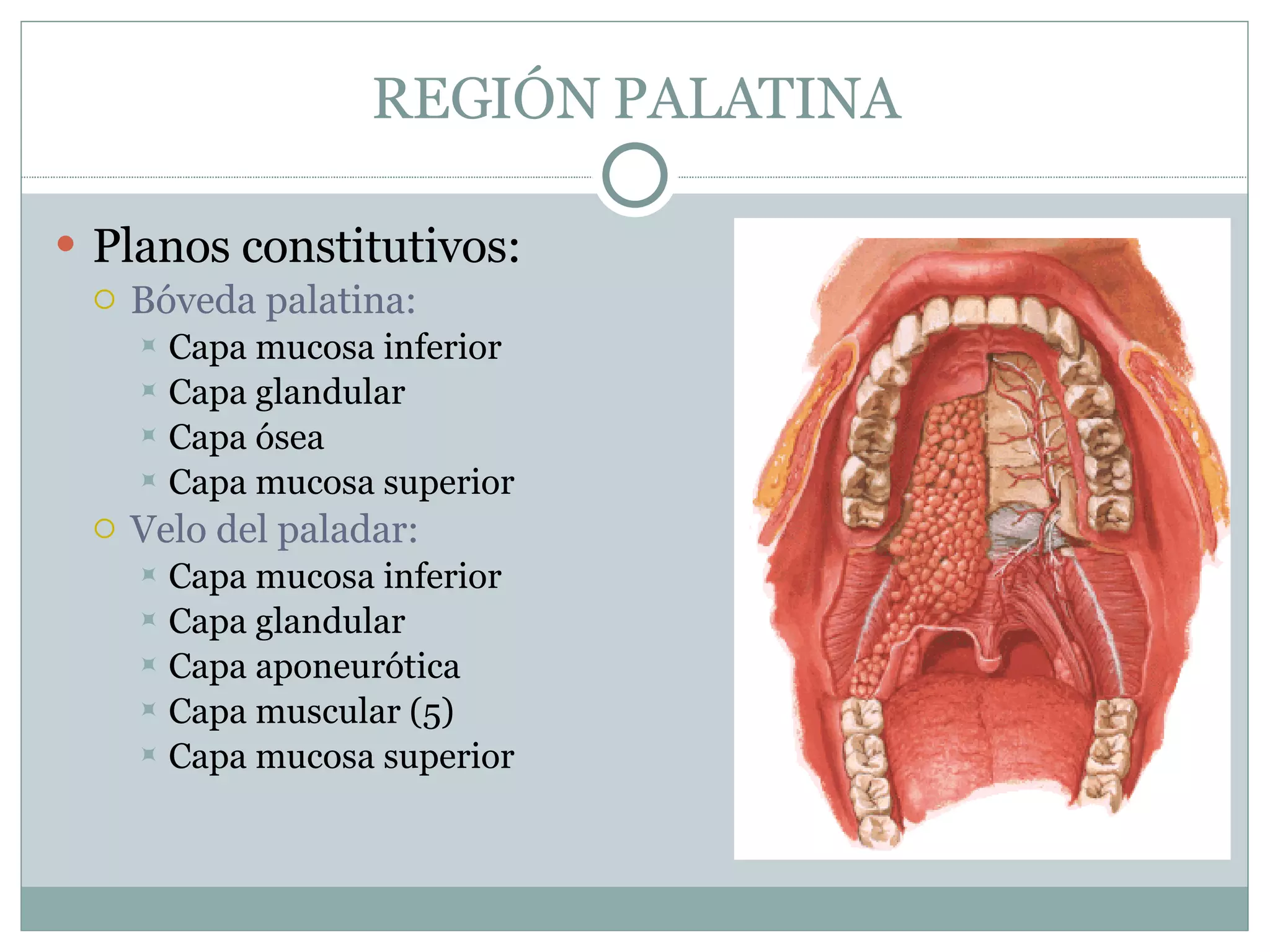 Regiones De La Cabeza Ii | PPT