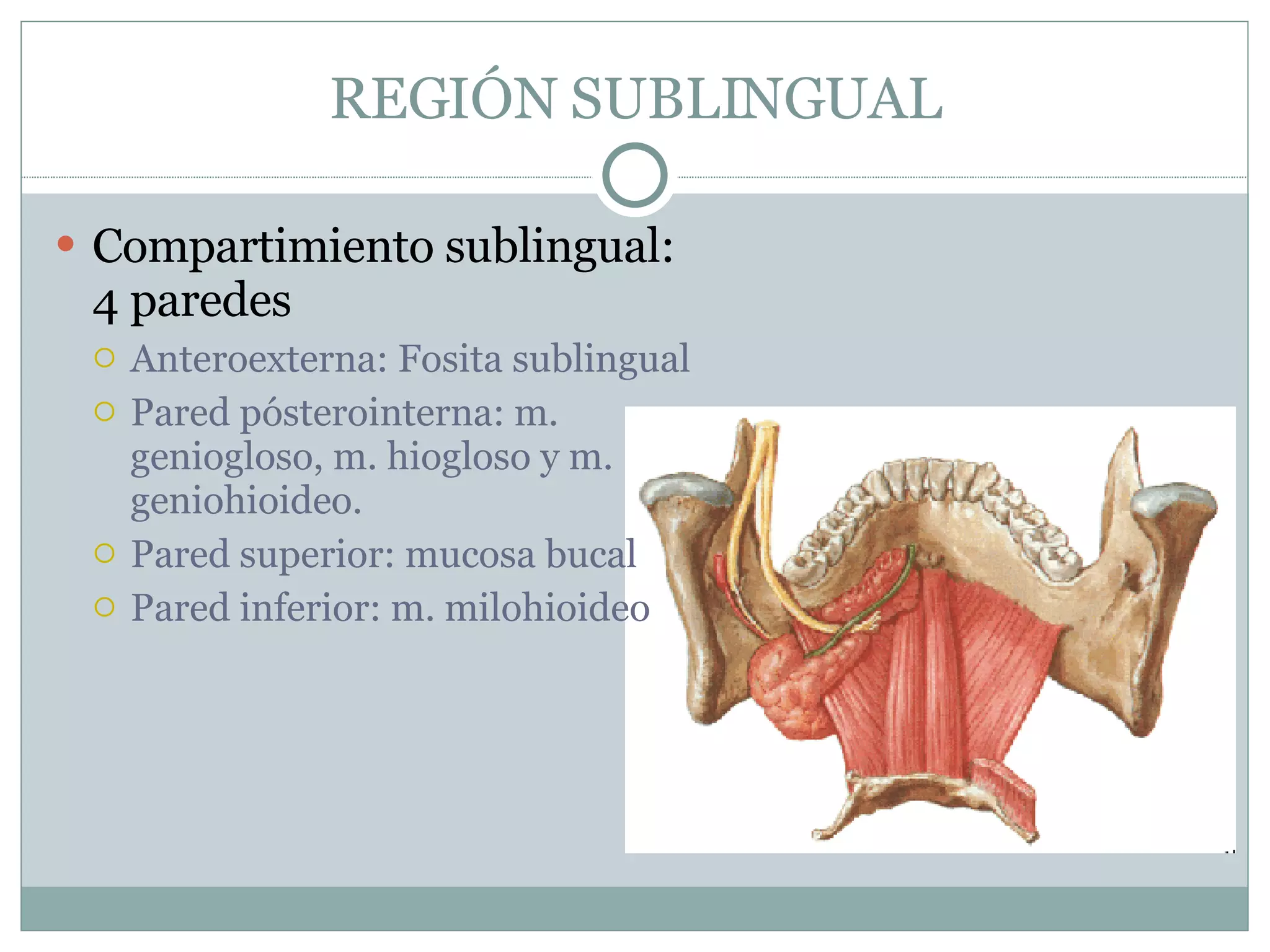 Regiones De La Cabeza Ii | PPT