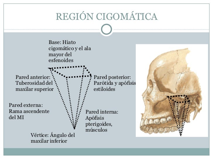 Regiones De La Cabeza Ii
