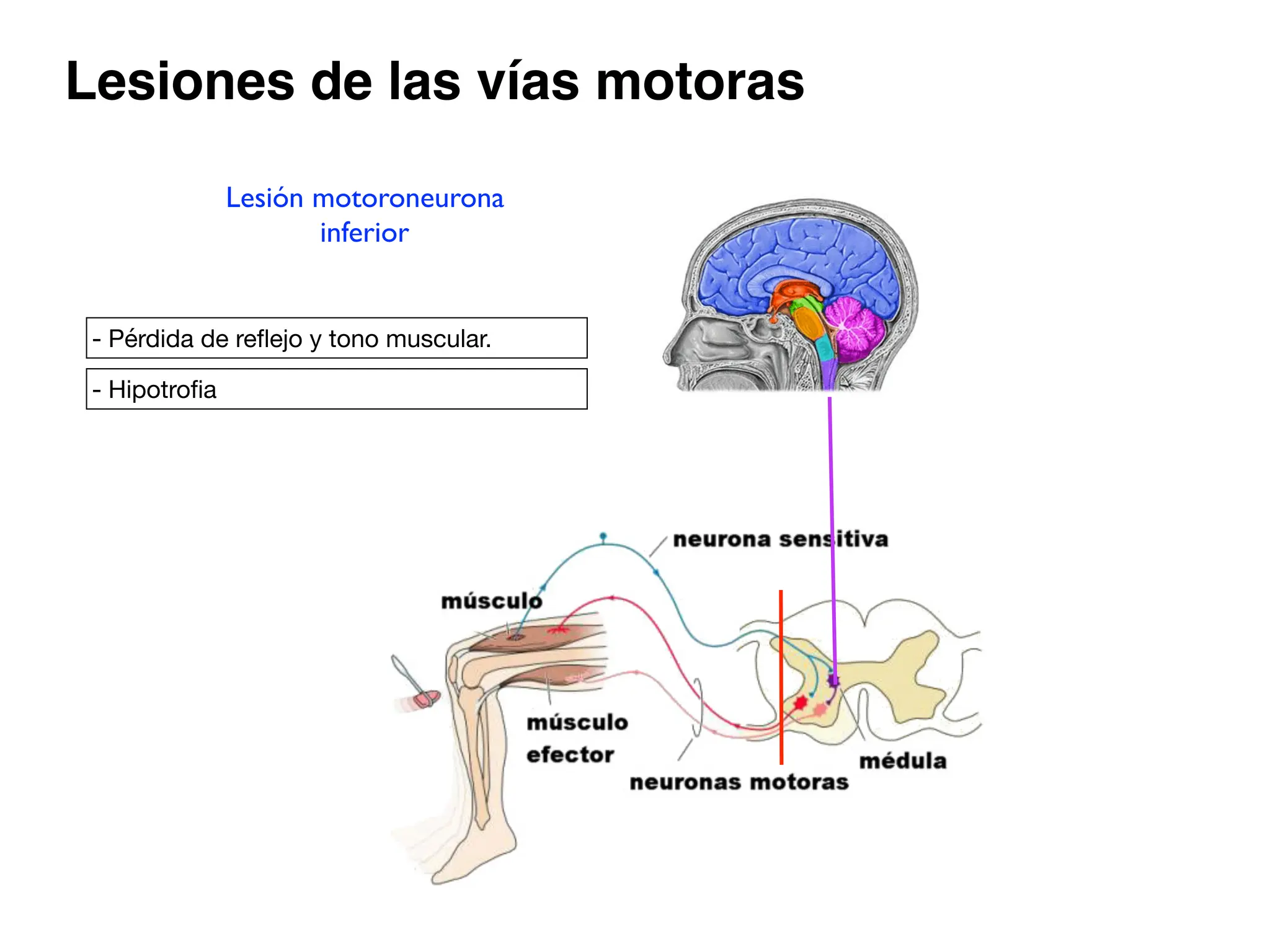 Regiones-motoras-de-la-corteza-cerebral-y-vías-motoras.pdf