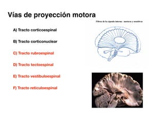 Regiones-motoras-de-la-corteza-cerebral-y-vías-motoras.pdf
