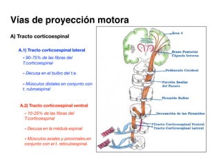 Regiones-motoras-de-la-corteza-cerebral-y-vías-motoras.pdf