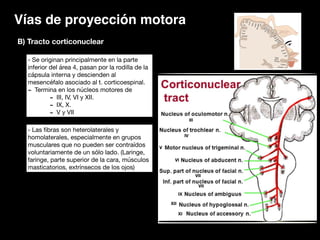 Regiones-motoras-de-la-corteza-cerebral-y-vías-motoras.pdf