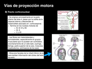 Regiones-motoras-de-la-corteza-cerebral-y-vías-motoras.pdf