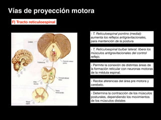 Regiones-motoras-de-la-corteza-cerebral-y-vías-motoras.pdf