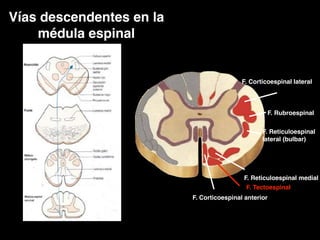 Regiones-motoras-de-la-corteza-cerebral-y-vías-motoras.pdf