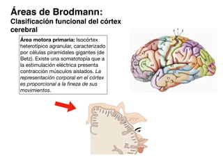 Regiones-motoras-de-la-corteza-cerebral-y-vías-motoras.pdf