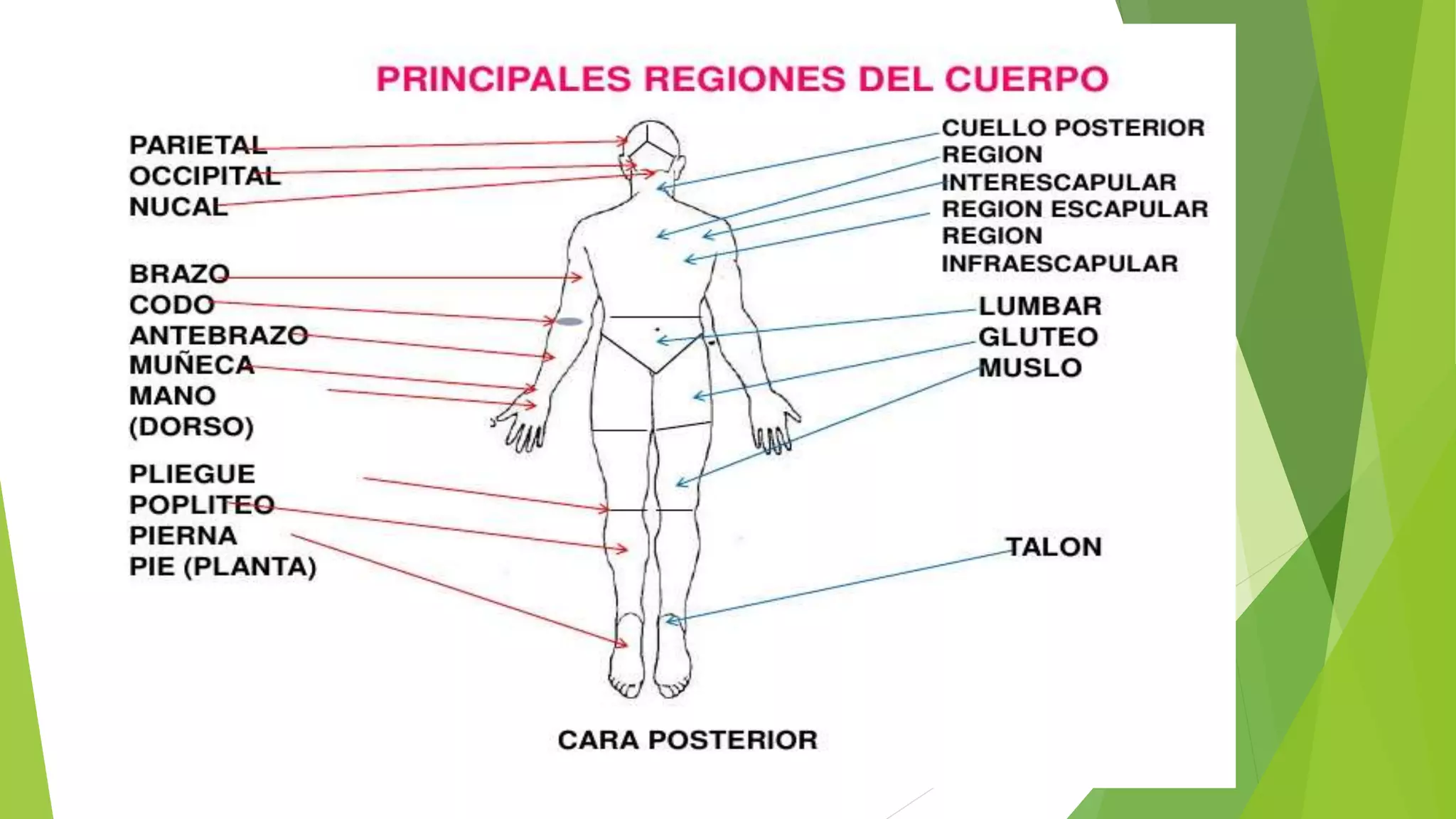 Regiones anatómicas del cuerpo humano | PPTX | Brain and Nervous System ...