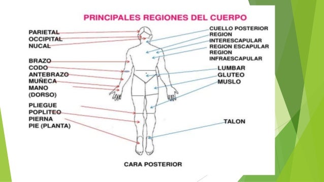Regiones anatómicas del cuerpo humano