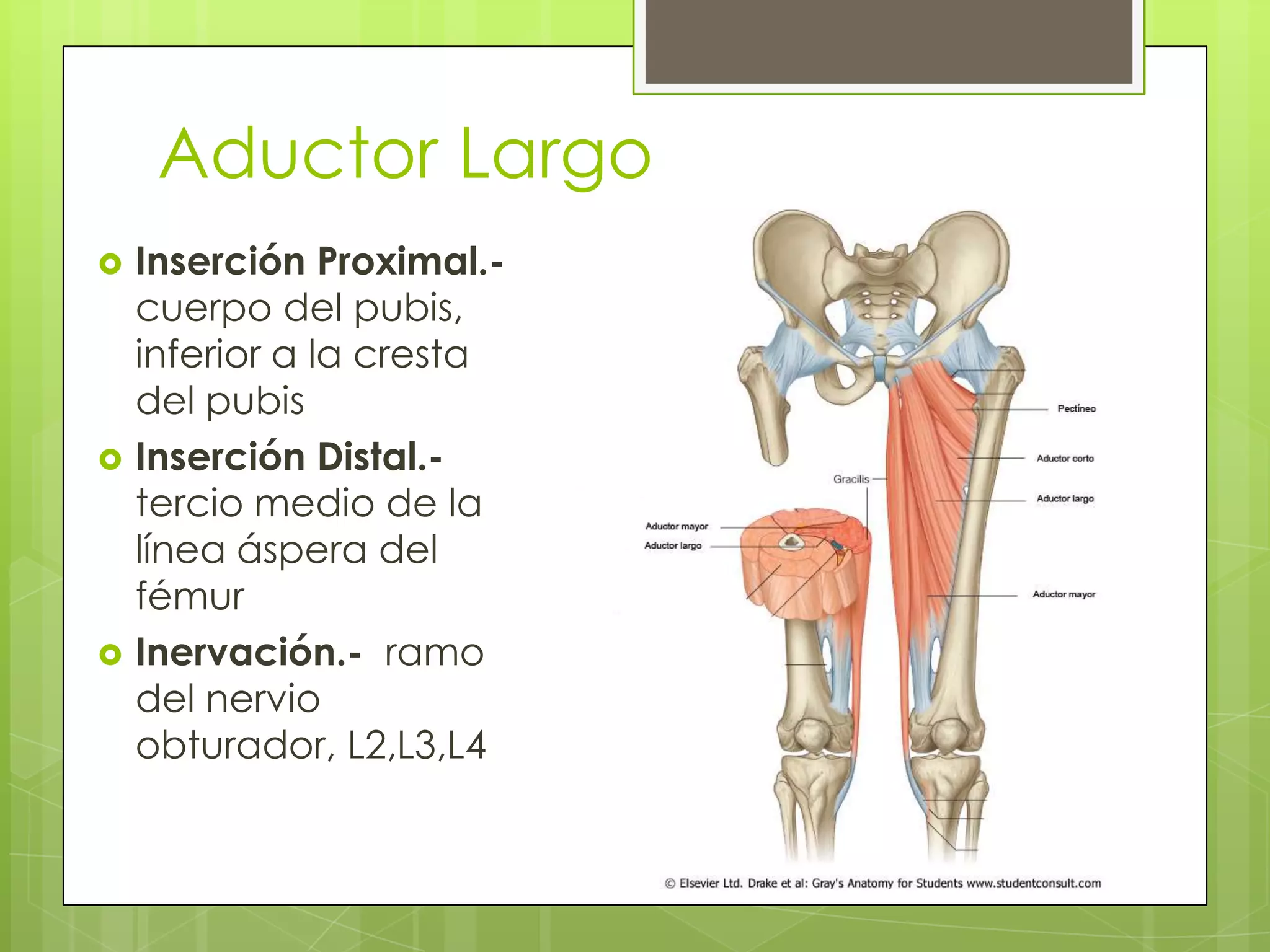 Regiones anteriores y medial del muslo | PPTX