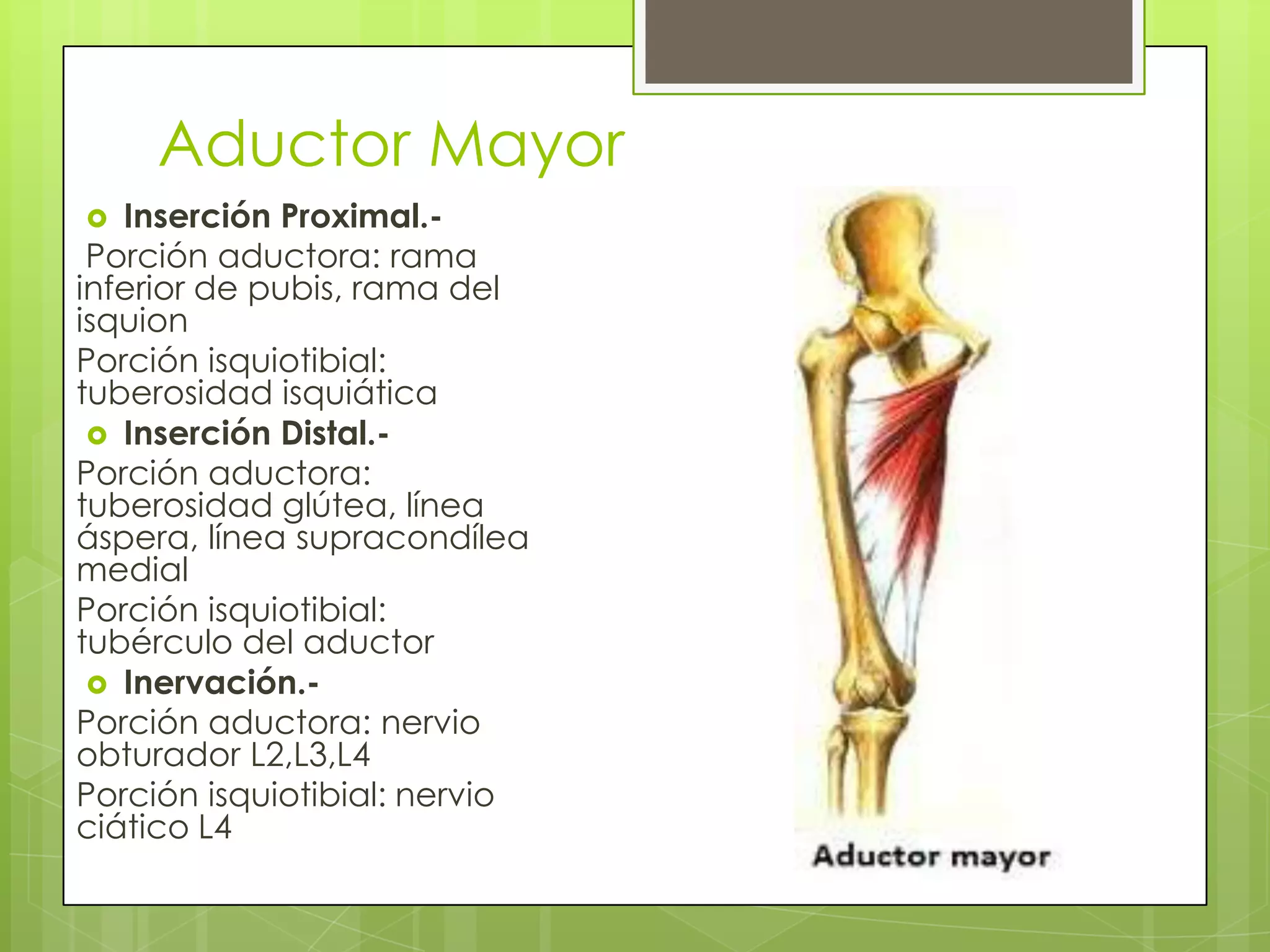 Regiones anteriores y medial del muslo | PPTX