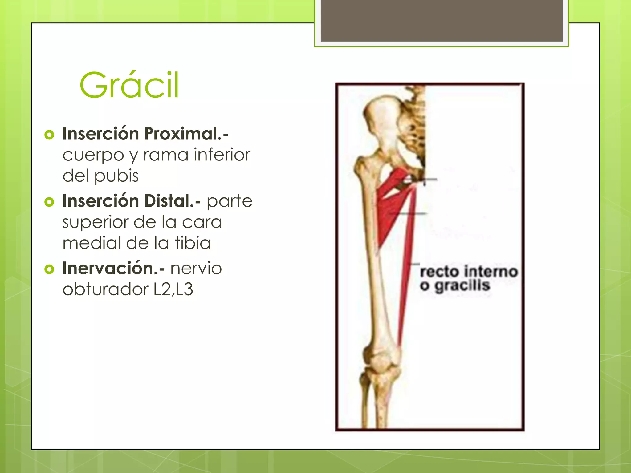 Regiones anteriores y medial del muslo | PPTX