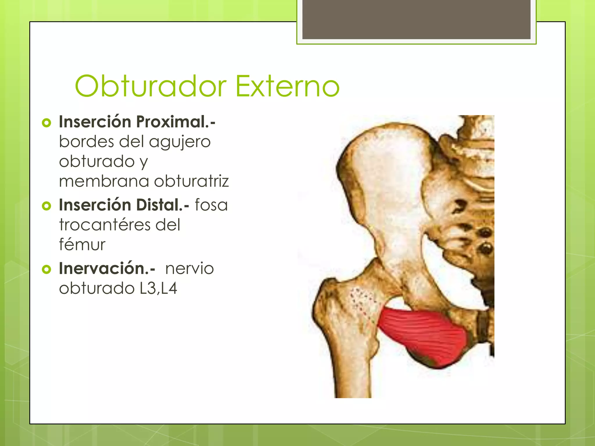 Regiones anteriores y medial del muslo | PPTX