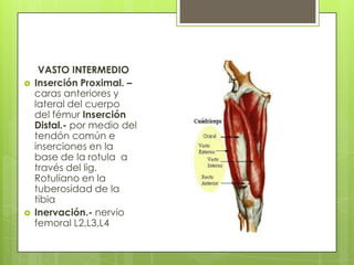 Regiones anteriores y medial del muslo | PPTX