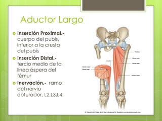 Regiones anteriores y medial del muslo | PPTX