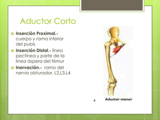 Regiones anteriores y medial del muslo | PPTX