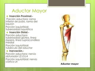 Regiones anteriores y medial del muslo | PPTX