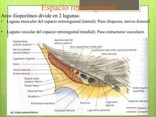 Regiones anteriores y medial del muslo | PPTX
