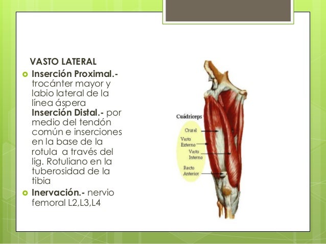 Regiones anteriores y medial del muslo