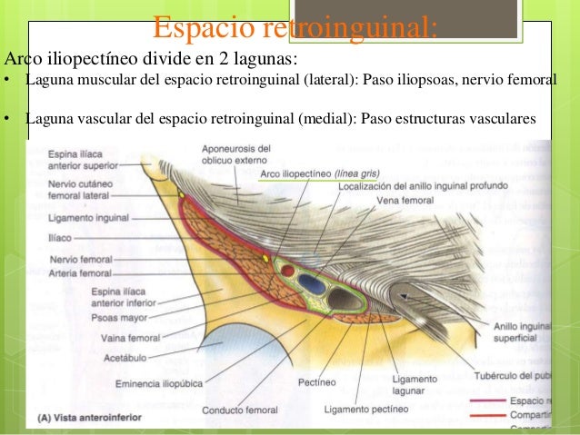 Regiones anteriores y medial del muslo