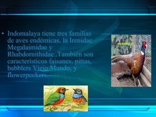 Regiones Biogeograficas Del Mundo | PPT