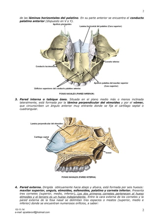 REGIONES COMUNES AL CRANEO Y EL MACIZO FACIAL | PDF