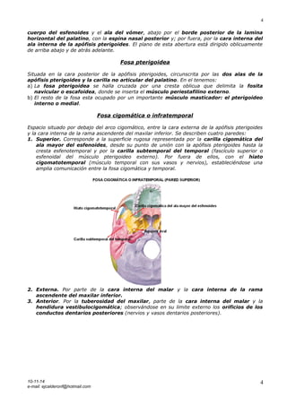 REGIONES COMUNES AL CRANEO Y EL MACIZO FACIAL | PDF
