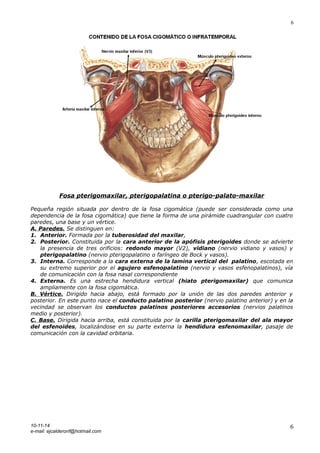 REGIONES COMUNES AL CRANEO Y EL MACIZO FACIAL | PDF