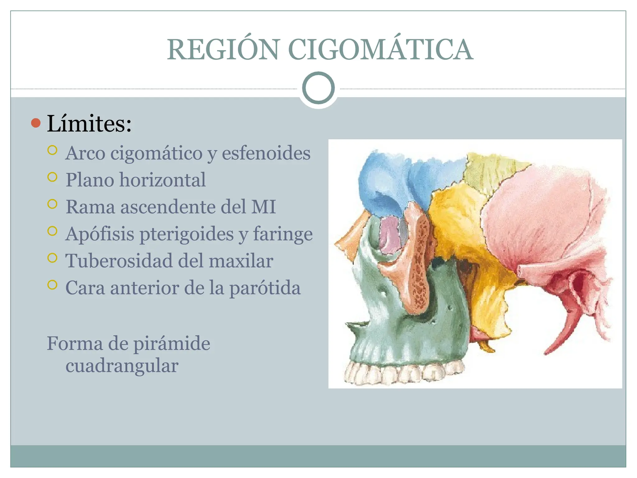 REGIONES DE CABEZA PARTE UNO. Power point | PPTX