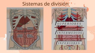 REGIONES DEL ABDOMEN y partes del abdomen .pptx