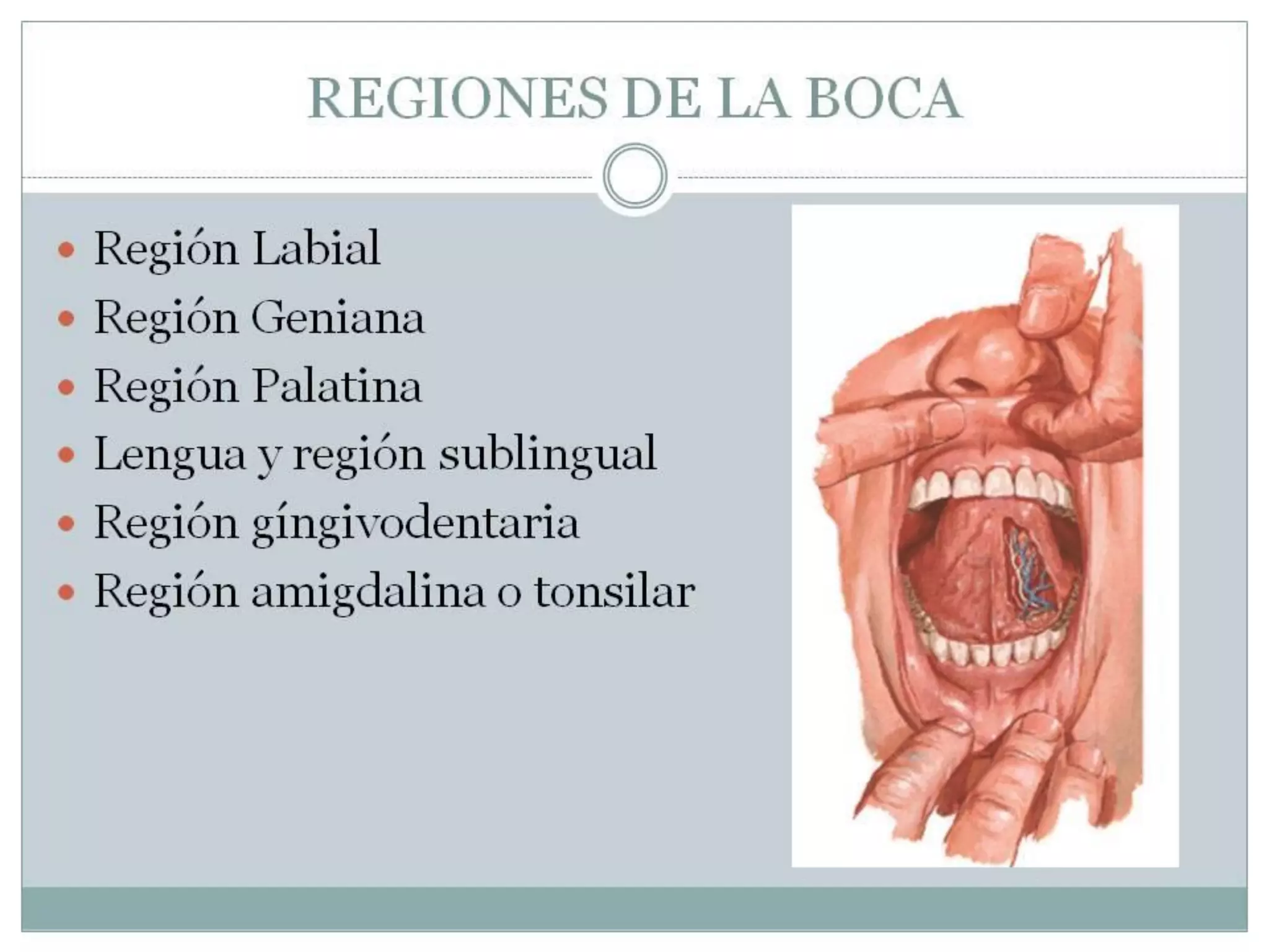 ANATOMIA DE CORTE - Regiones de la Boca | PDF