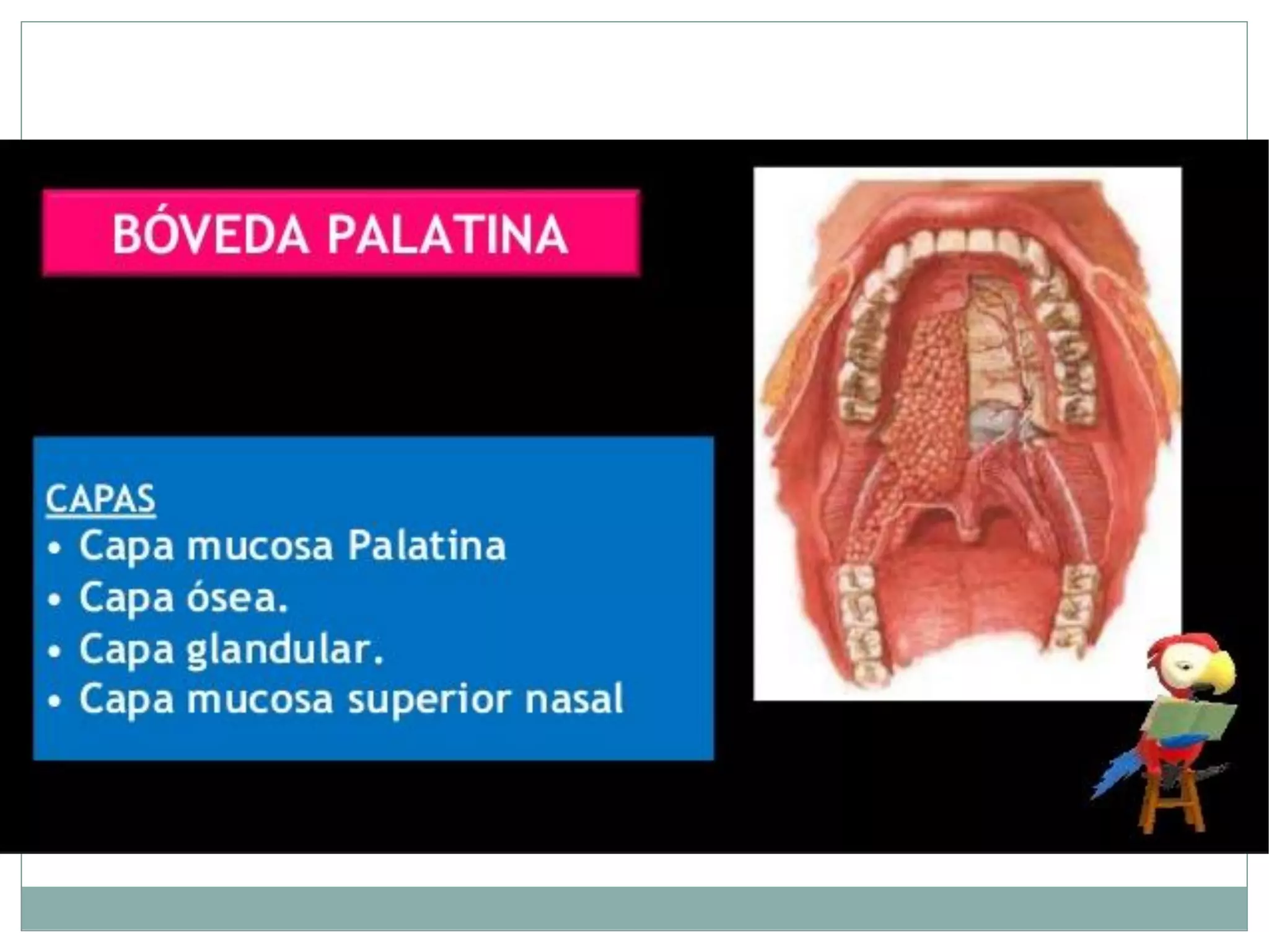 ANATOMIA DE CORTE - Regiones de la Boca | PDF