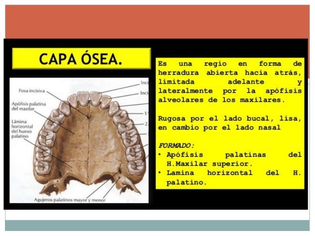 ANATOMIA DE CORTE - Regiones de la Boca | PDF