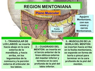 Regiones de la cara | PPT